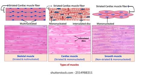 Histological Structure Of Cardiac Muscle