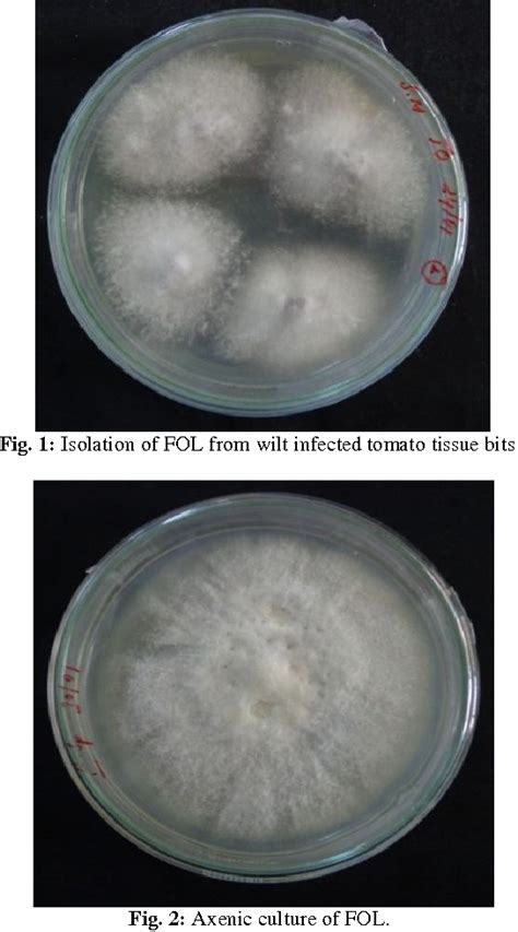 Figure 1 From Biocontrol Efficacy Of Trichoderma Spp Against Wilt Of Tomato Caused By Fusarium