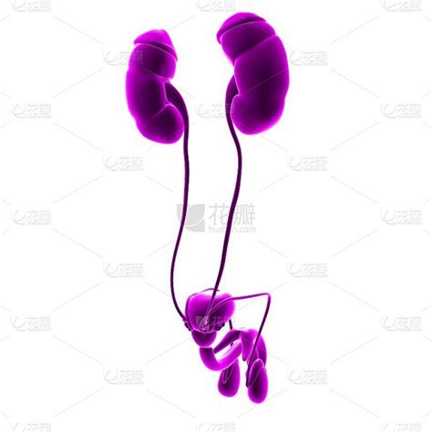 用于医学概念3d渲染的男性生殖系统解剖学