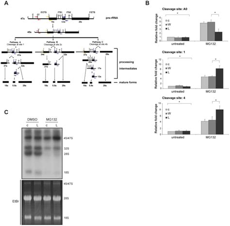 A Schematic Diagram Showing Pre Rrna Structure And Processing Steps