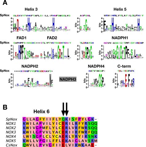 Nadph Structure