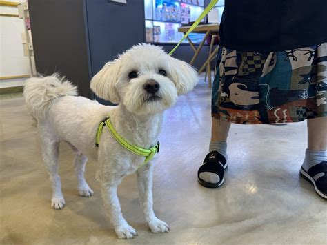 말티푸 토리 폼스키크기 폼치크기 폼피츠크기 푸숑크기 노르웨이숲크기 데본렉스크기 뱅갈크기 샴크기 셀커크렉스크기 스핑크스크기 아메리칸숏헤어크기 아메리칸컬크기 아비시니안크기