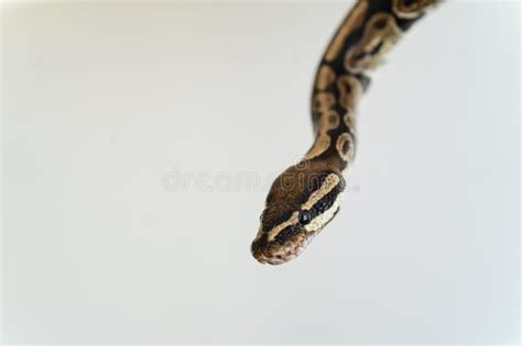 Close Up Of Ball Python Head With Detail Stock Image Image Of Wildlifephotography Drawing