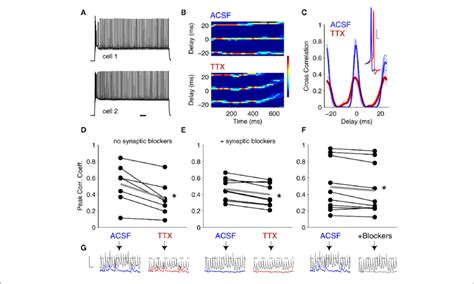 Tonic Spike Synchrony In Coupled Neurons Is Enhanced Synergistically Download Scientific