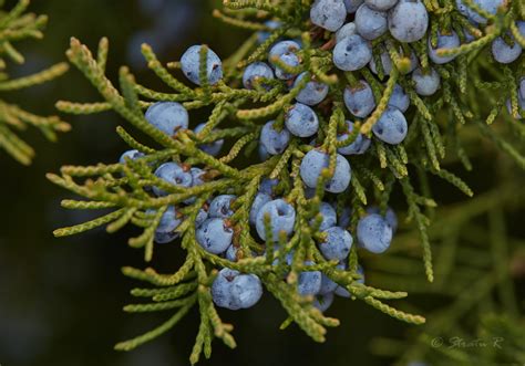 Juniperus virginiana - Изображение особи - Плантариум