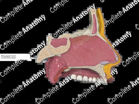Pharyngeal Tonsil Complete Anatomy