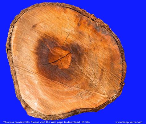Wood Tree Trunk Texture 00002