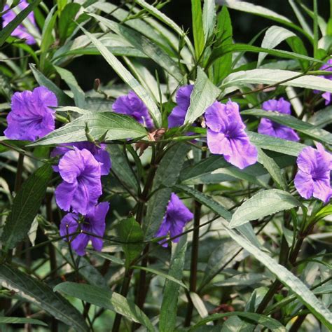 Ruellia Simplex Alvarez Nursery
