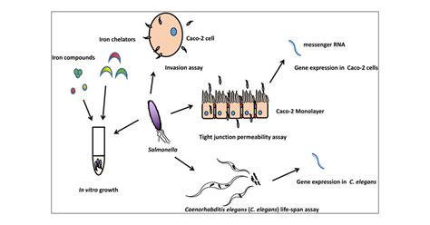 Salmonella Cell Diagram