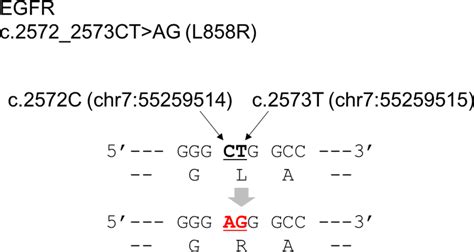 A Case Of Egfr L858r Mutation Caused By Two‐base Substitution A Download Scientific Diagram