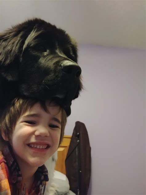 She Knows Shes To Big To Lay On Them So She Settles For Resting Her