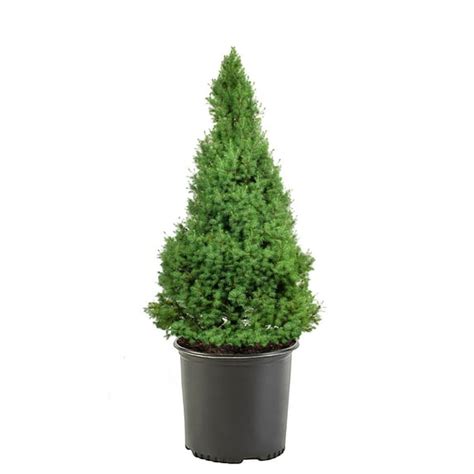 Expert Gardener 1 Gallon Dwarf Alberta Spruce Evergreen Live Shrub