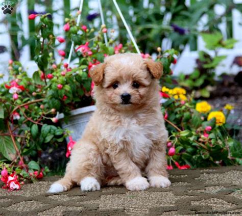 Pomapoo Puppies For Sale Greenfield Puppies