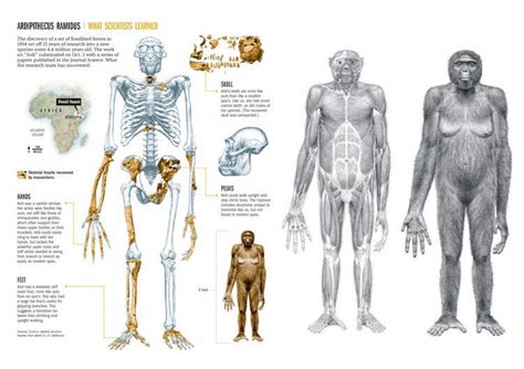 Ardipithecus Alchetron The Free Social Encyclopedia Ardipithecus Alchetron The Free Social Encyclopedia
