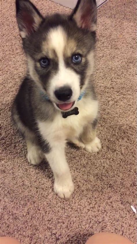 331 Best Lumi Images On Pholder Wrestle With The Package Tensei