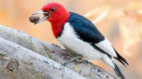 10 Amazing Facts About The Black And White Bird With Red Head