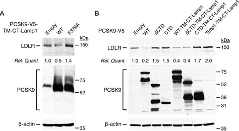Lysosomal Targeting Of Pcsk9 Δctd Bypasses The Need Of Ctd To Induce Download Scientific