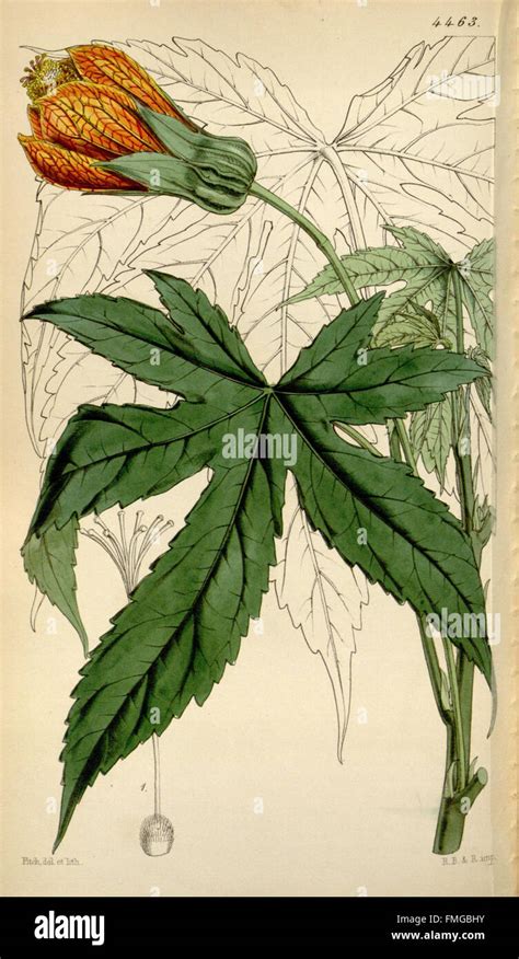 Tab 4463 From Curtiss Botanical Magazine Features Detailed Illustrations Of Plant Species