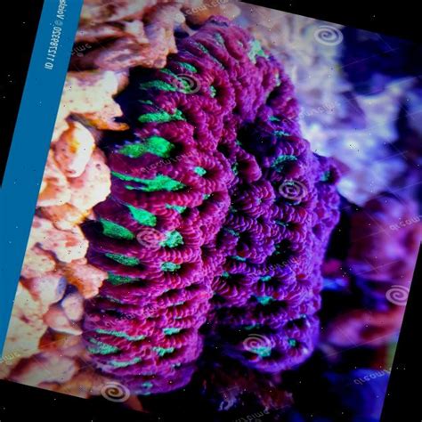 Coraldetection 2 Object Detection Model V2 2024 02 02 813pm By