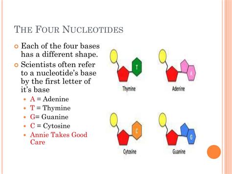 How Many Nucleotide Bases Make Up A Codon The Code Consists Of 64 Codons That Make Up The 20
