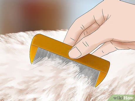 How To Get Rid Of Fleas Naturally Safe Solutions How To Get Rid Of Fleas Naturally Safe Solutions
