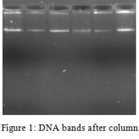 Phylogenetic Assessment Of Garcinia Species Using Rapd Markers