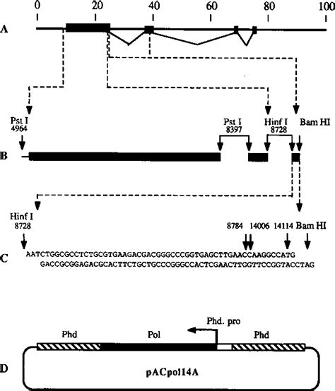 Figure 1 From Expression Of Adenovirus Type 2 Dna Polymerase In Insect