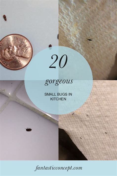 Gorgeous Bugs In The Kitchen