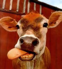 Sacando La Lengua Cows Funny Funny Cow Pictures Cow Pictures