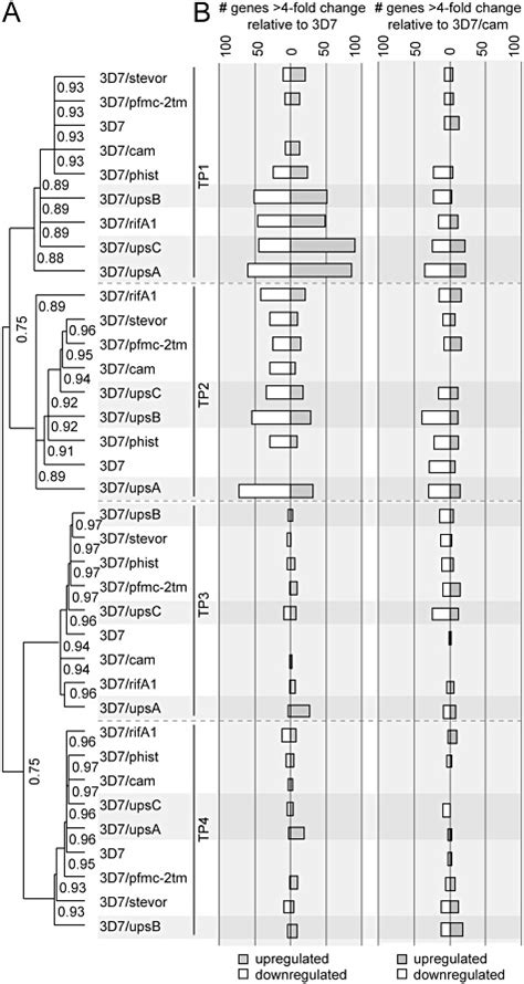 hierarchical clustering of 36 transcriptomes a hierarchical average