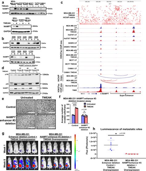 Tweak Fn14 Signalling Driven Super Enhancer Reprogramming Promotes Pro