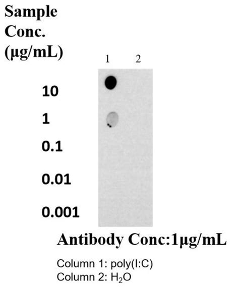 Dsrna Antibody 85780 2 Pbs Proteintech 武汉三鹰生物技术有限公司