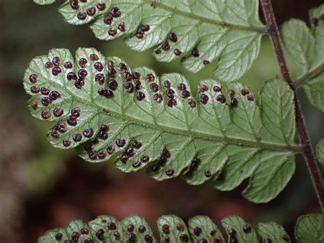 Pronephrium Thelypteridaceae