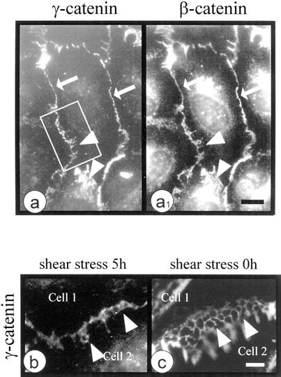 High Magnification Of Endothelial Cells After 5 Hours Of 50 Dyn Cm2 Download Scientific Diagram