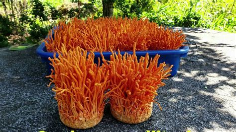 Cordyceps Fungi From The Last Of Us Exists In Real Life Forum Indie Games
