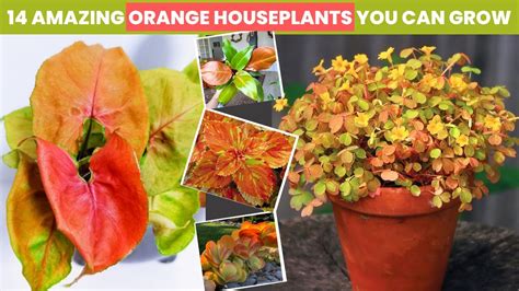 14 Amazing Orange Houseplants You Can Grow Houseplants Youtube