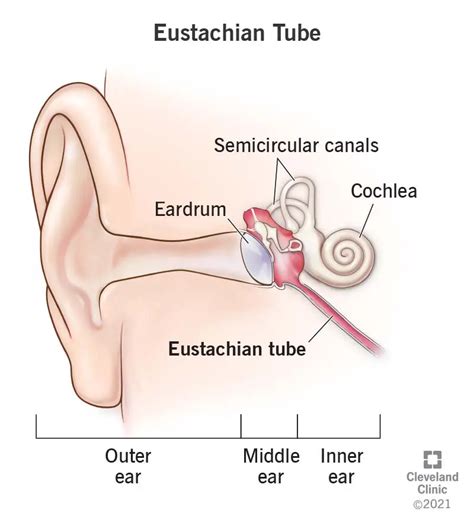 Eustachian Tube Anatomy Meaning Symptoms And Treatment Of Diseases