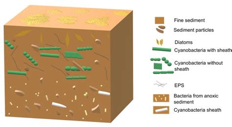 Graphic Representation Of The Structure And Composition Of The