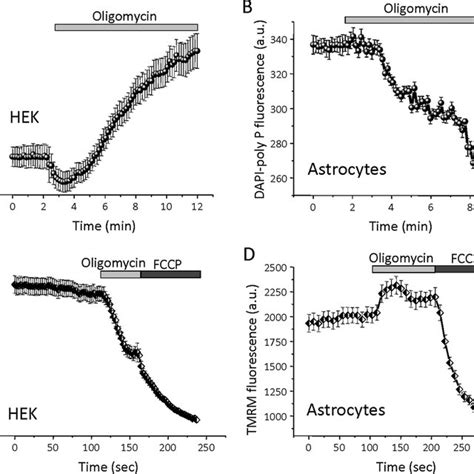 Oligomycin Causes The Opposite Effect On Dapi Poly P Fluorescence In