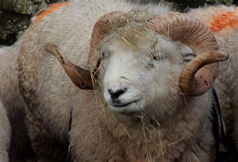 Ram Fertility Testing TORCH FARM AND EQUINE VETS