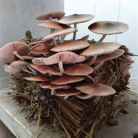 Ankit Mohanty Posted On Linkedin