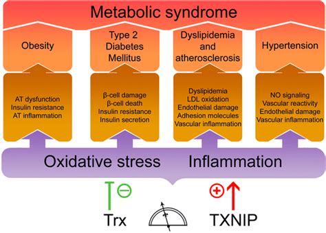 the proposed effect of the balance between trx and txnip effects on