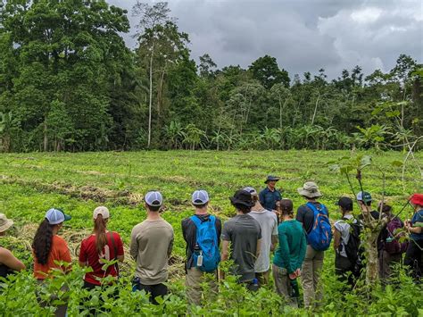 Our Syntropic Agroforestry System — Regeneration Field Institute