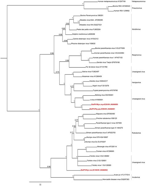 Pone G Png Phylogenetic Analysis Of The Partial Flickr