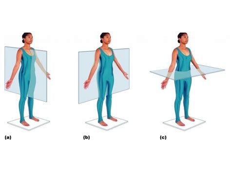 Planes Of The Body Worksheet