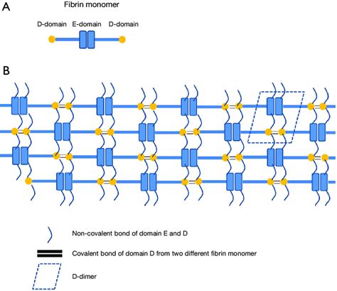 Simplified Diagram Of Fibrin And D Dimer A The Fibrin Monomer Is Download Scientific Diagram