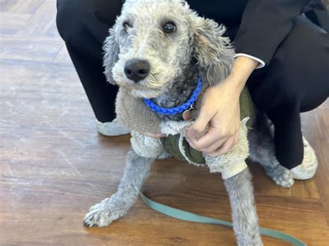 베들링턴테리어 베리 샴입양 셀커크렉스입양 스코티쉬폴드입양 스핑크스입양 아메리칸숏헤어입양 아비시니안입양 터키시앙고라입양 페르시안입양 애완견입양 반려견입양 털빠짐없는소형견종류