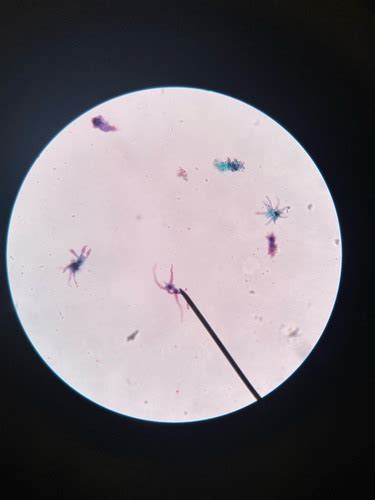 Organisms Final Test Flashcards Quizlet