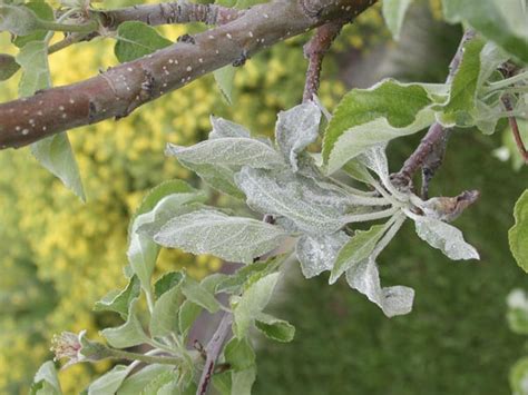 Apple Powdery Mildew Hortsense Washington State University