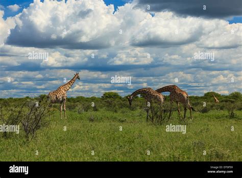 Four Giraffes In Different Postures In Savannah Grasslands Of Namibia